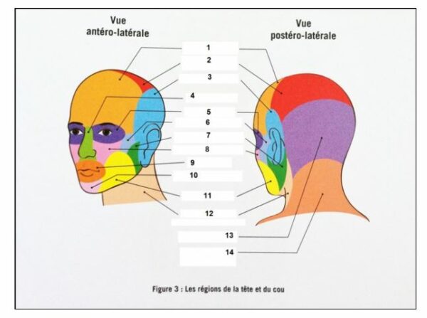 Anatomie des os → Exercice 3 sur l’anatomie des os - ESTHETIK ACADEMY