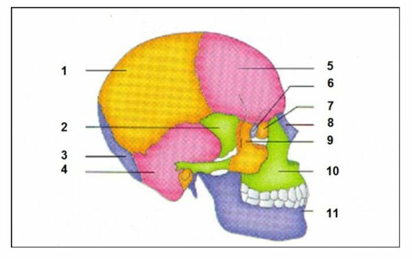 Anatomie des os → Exercice 2 sur l’anatomie des os - ESTHETIK ACADEMY